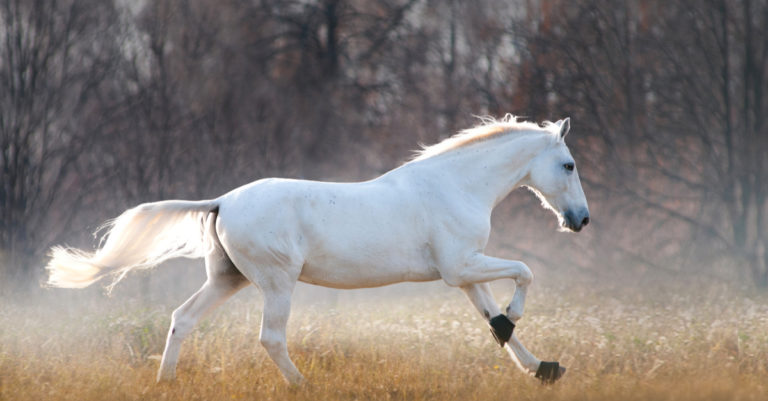 Traber-Wissen: Orlow-Traber & Métis-Traber aus Russland - TRABERBLOG
